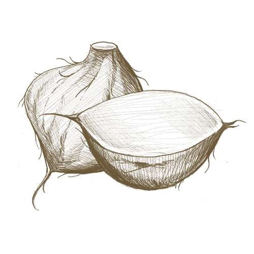 BENGKUANG – DJAMUJAMU