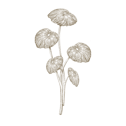 PEGAGAN – DJAMUJAMU